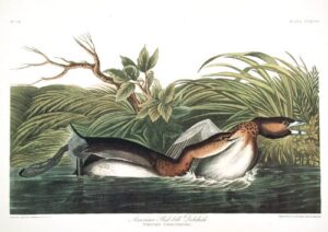 american pied-bill dobchick. from”the birds of america” (amsterdam edition)