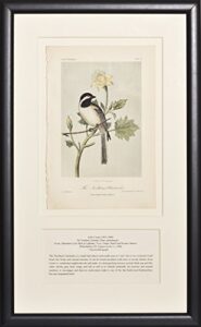 northern chickadee