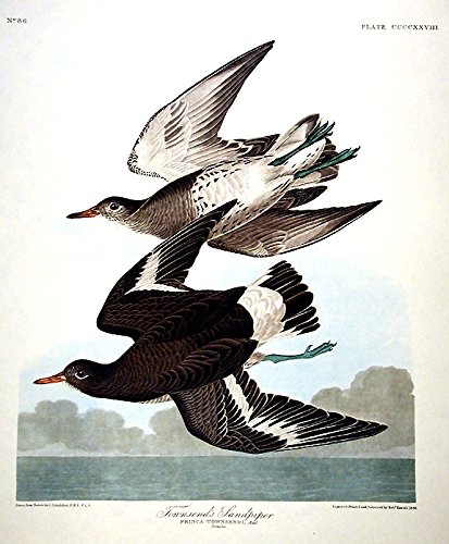 Townsends Sandpiper. From"The Birds of America" (Amsterdam Edition)