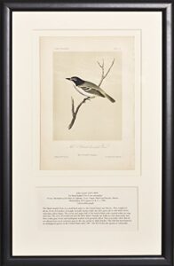 the black-headed vireo