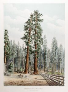 sequoia wellingtonia. the two guardsmen