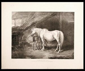 primrose and foal