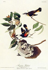 american redstart. from”the birds of america” (amsterdam edition)