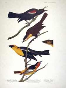 nuttall’s starling, yellow-headed troopial, bullock’s oriole. from”the birds of america” (amsterdam edition)