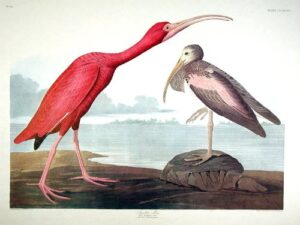 scarlet ibis. from”the birds of america” (amsterdam edition)