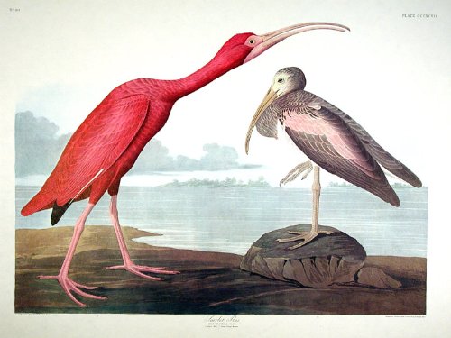 Scarlet Ibis. From"The Birds of America" (Amsterdam Edition)