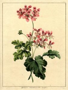 geraniums terebinihinums de cordefolio