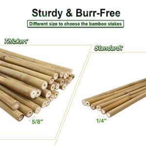 Jollybower 20pcs 5/8" D Thicker Heavy Duty Bamboo Stakes, 6FT Plant Stakes, Natural Garden Stakes for Tomato, Bean, Flowers,Trees Potted and Climbing Plant Support