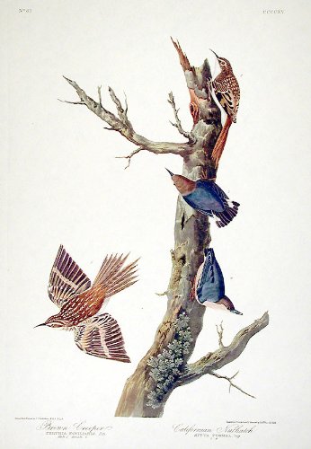 Brown Creeper, Californian Nuthatch. From"The Birds of America" (Amsterdam Edition)