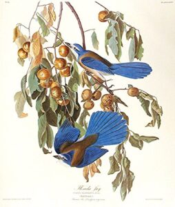 florida jay. from”the birds of america” (amsterdam edition)