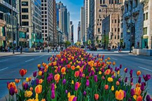 tulips on michigan ave