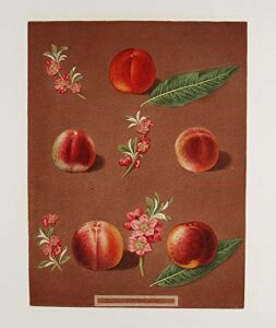 [nectarine] dutillees nectarine; burgnon’s old nectarine; brugnon’s round nectarine; murray nectarine; newington nectarine