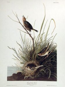 sharp-tailed finch. from”the birds of america” (amsterdam edition)