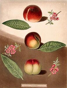 [peach] early purple peach; peach of mr. padley’s; galand peach (violet hative peach)