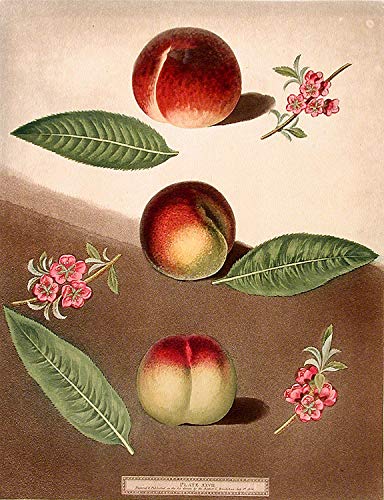 [Peach] Early Purple Peach; Peach of Mr. Padley's; Galand Peach (Violet Hative Peach)