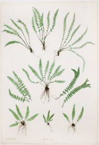 asplenium viride [green spleenwort]