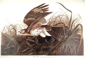 winter hawk. from”the birds of america” (amsterdam edition)