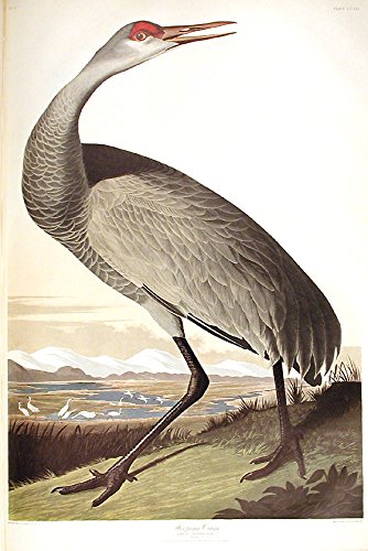 Hooping Crane. From"The Birds of America" (Amsterdam Edition)