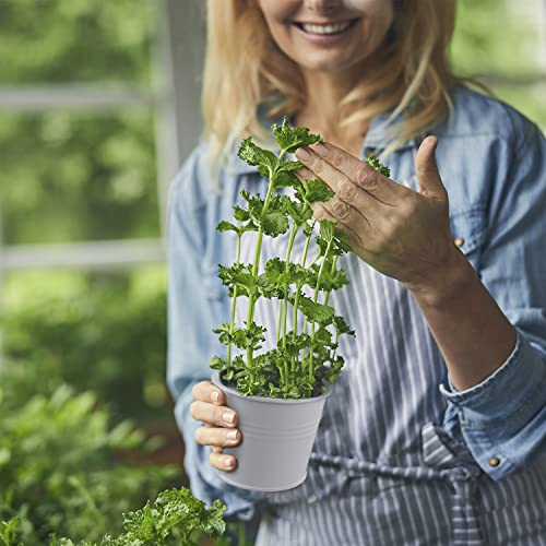 Herb Garden Planter Set – 3-Pcs Set Galvanized Metal Herb Planters for Indoors Plants with Tray – Indoor Plant Pots for Apartment Window, Balcony, Garden – Potting Pots for Herbs and Flowers