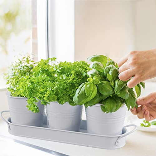 Herb Garden Planter Set – 3-Pcs Set Galvanized Metal Herb Planters for Indoors Plants with Tray – Indoor Plant Pots for Apartment Window, Balcony, Garden – Potting Pots for Herbs and Flowers