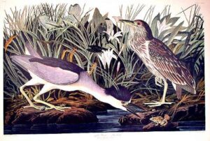 night heron or qua bird. from”the birds of america” (amsterdam edition)