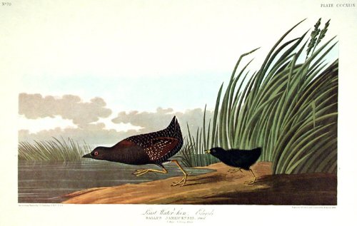 Least Water-hen. From"The Birds of America" (Amsterdam Edition)