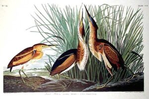 least bittern. from”the birds of america” (amsterdam edition)