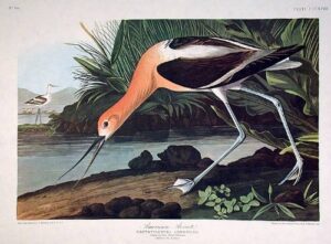 american avocet. from”the birds of america” (amsterdam edition)