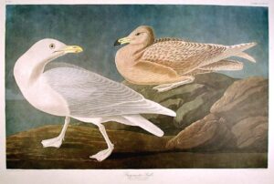 burgomaster gull. from”the birds of america” (amsterdam edition)