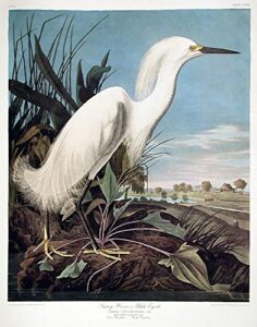 snowy heron or white egret. from”the birds of america” (amsterdam edition)