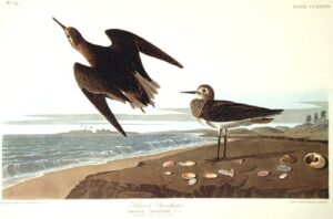 schinzÆs sandpiper. from”the birds of america” (amsterdam edition)