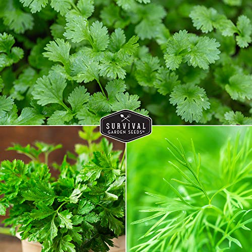 Survival Garden Seeds Herb Collection Seed Vault - Italian Parsley, Cilantro, Basil, Lemon Balm, Dill - Non-GMO Heirloom Survival Garden Seeds for Planting - Grow Herbs Indoors & Outdoors Year Round