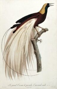 le grand oiseau de paradis, émeraude, mâle [greater bird of paradise, male (paradisea apoda)]