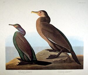 violet green cormorant, townsend’s cormorant. from”the birds of america” (amsterdam edition)