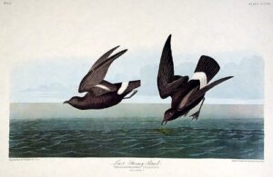 least stormy petrel. from”the birds of america” (amsterdam edition)