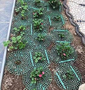 Iceyyyy 5 Packs Strawberry Supports - Strawberry Plant Support Strawberry Growing Racks Strawberry Growing Frame