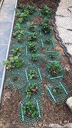 Iceyyyy 5 Packs Strawberry Supports - Strawberry Plant Support Strawberry Growing Racks Strawberry Growing Frame