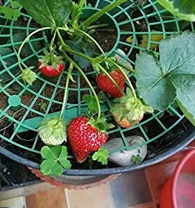 Iceyyyy 5 Packs Strawberry Supports - Strawberry Plant Support Strawberry Growing Racks Strawberry Growing Frame