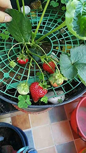 Iceyyyy 5 Packs Strawberry Supports - Strawberry Plant Support Strawberry Growing Racks Strawberry Growing Frame