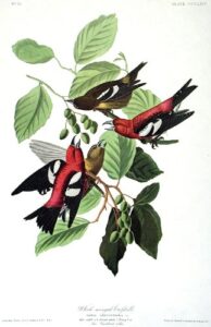 white-winged crossbill. from”the birds of america” (amsterdam edition)