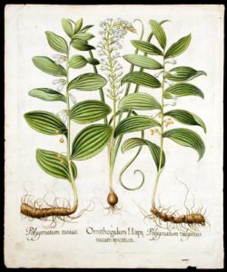 [star-of-bathlehem] ornithogalum hispanicum spicatum; [multiflorous seal of solomon] polygonatum vulgatius; [common seal of solomon] polygonatum maius