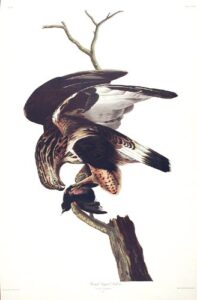 rough-legged falcon. from”the birds of america” (amsterdam edition)