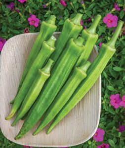 burpee baby bubba okra seeds 60 seeds