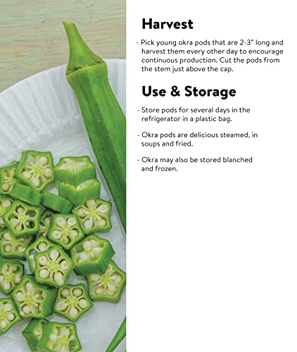 Burpee Baby Bubba Okra Seeds 60 seeds