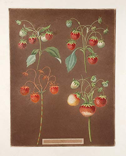 [Strawberries] Early Scarlet Strawberry; Late Scarlet; Golden Drop; Pine