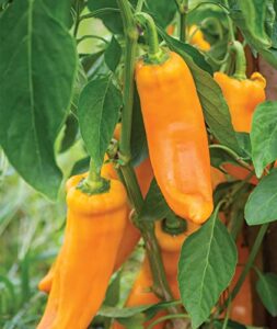 burpee big daddy sweet pepper seeds 40 seeds