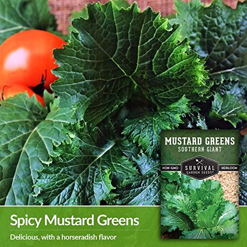 Survival Garden Seeds - Southern Giant Mustard Greens Seed for Planting - Packet with Instructions to Grow Spicy Brassica Juncea Leaves in Your Home Vegetable Garden - Non-GMO Heirloom Variety