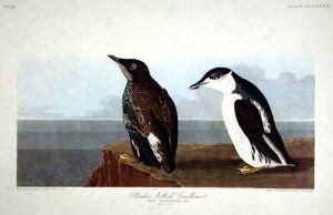 slender-billed guillemot. from”the birds of america” (amsterdam edition)