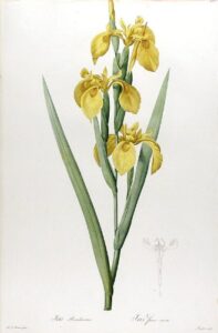 iris pseudacorus/iris faux-acore