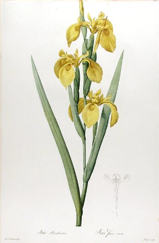 Iris Pseudacorus/Iris faux-acore